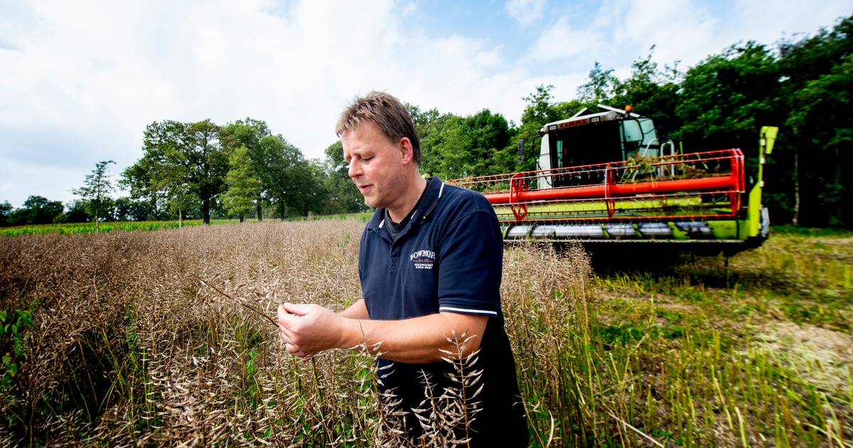 Gerard´s homemade mustard and mustard mayo